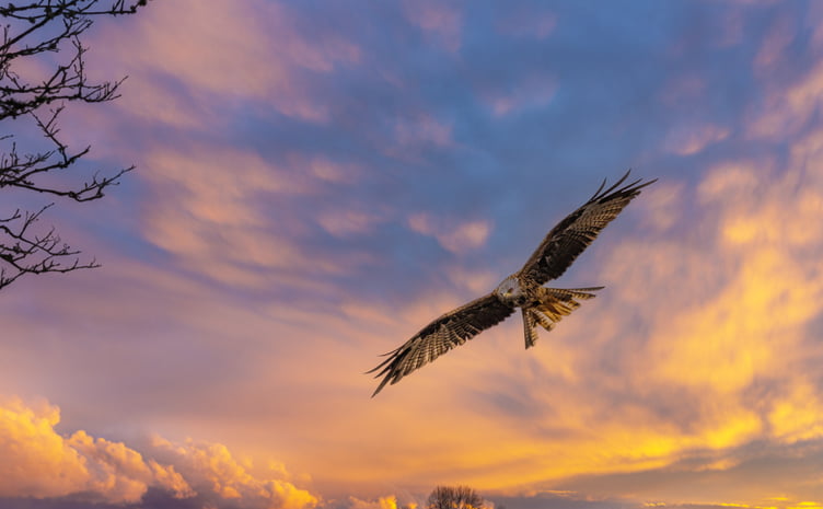 Pilence, Autor bei Tec-Bite